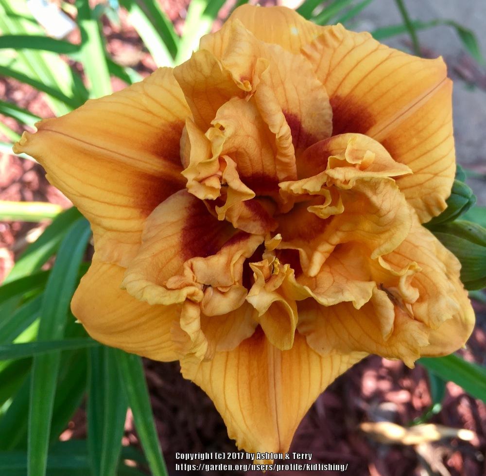 Daylily (Hemerocallis 'Caledonia Double Doozie') in the Daylilies ...