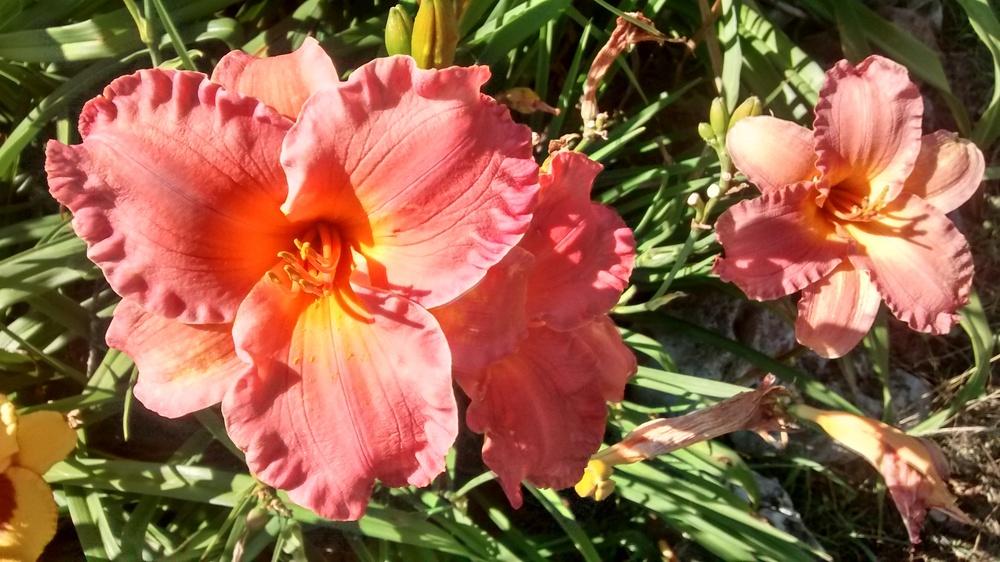 Daylily (Hemerocallis 'Pink China Doll') in the Daylilies Database ...
