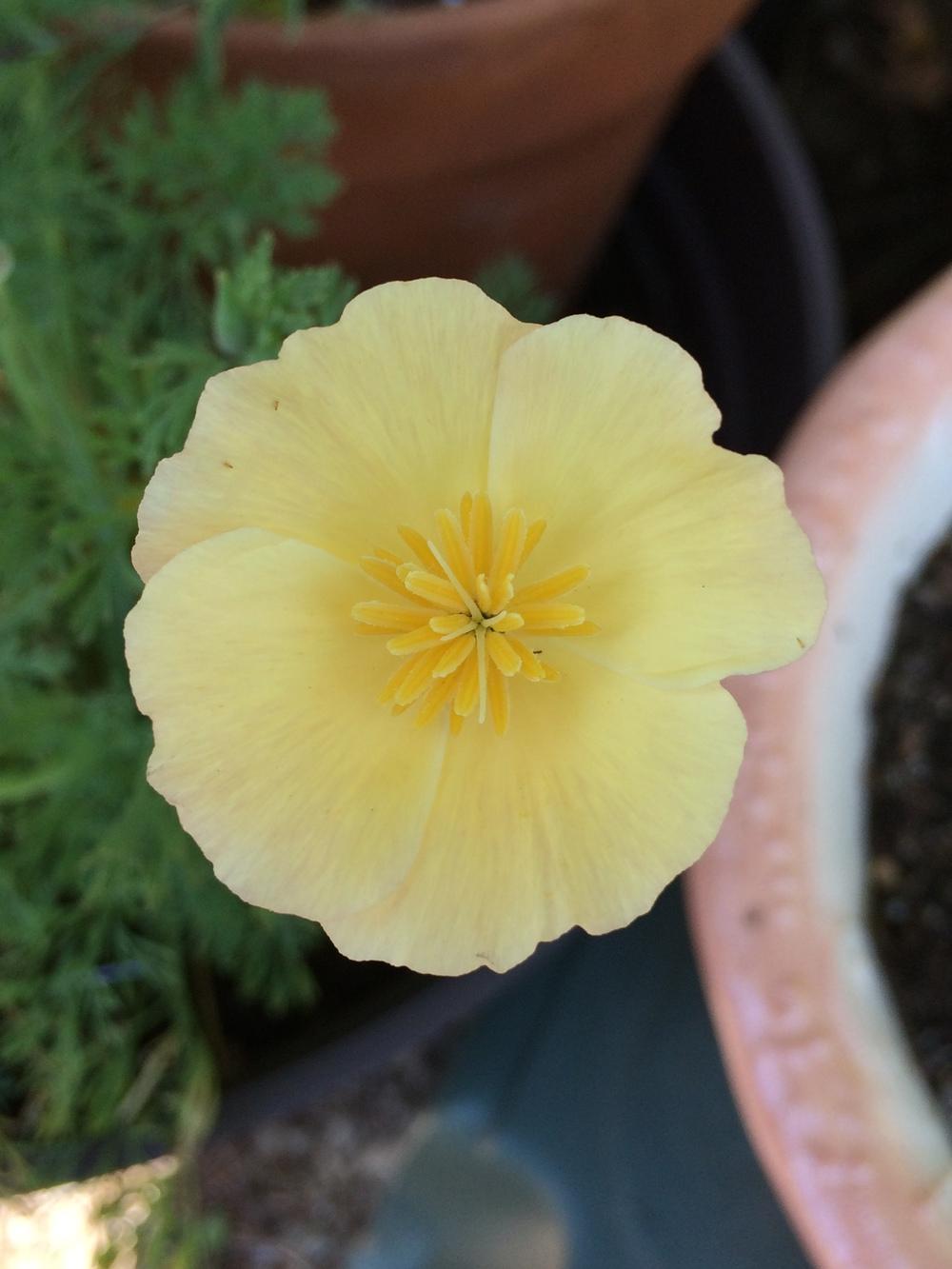 California watermelon poppy in the Annuals forum - Garden.org