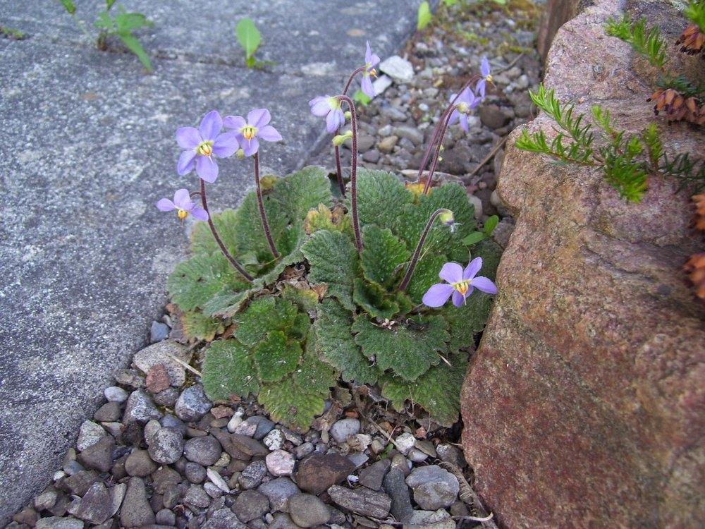 Photo of the entire plant of Pyrenean Violet (Ramonda myconi) posted by ...