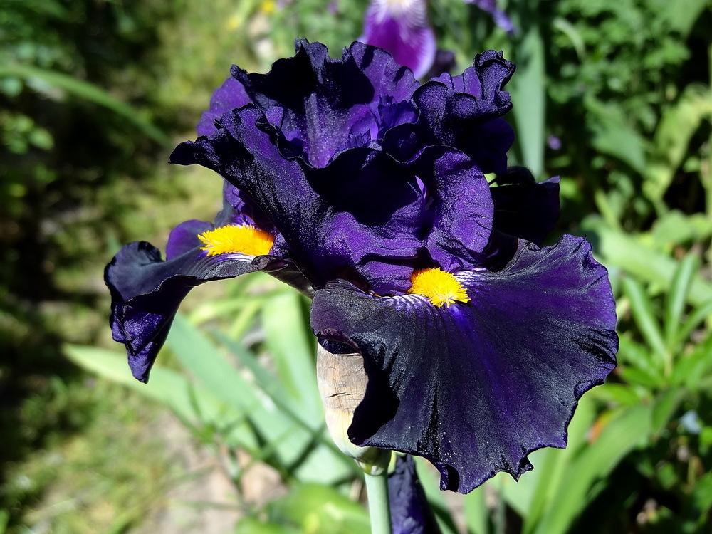 Border Bearded Iris (Iris 'Lady of the Night') in the Irises Database ...