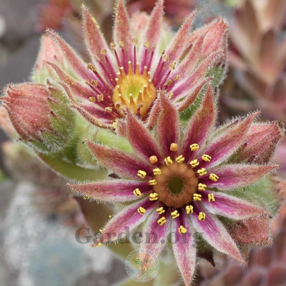 Sempervivum: Plant Care and Collection of Varieties - Garden.org
