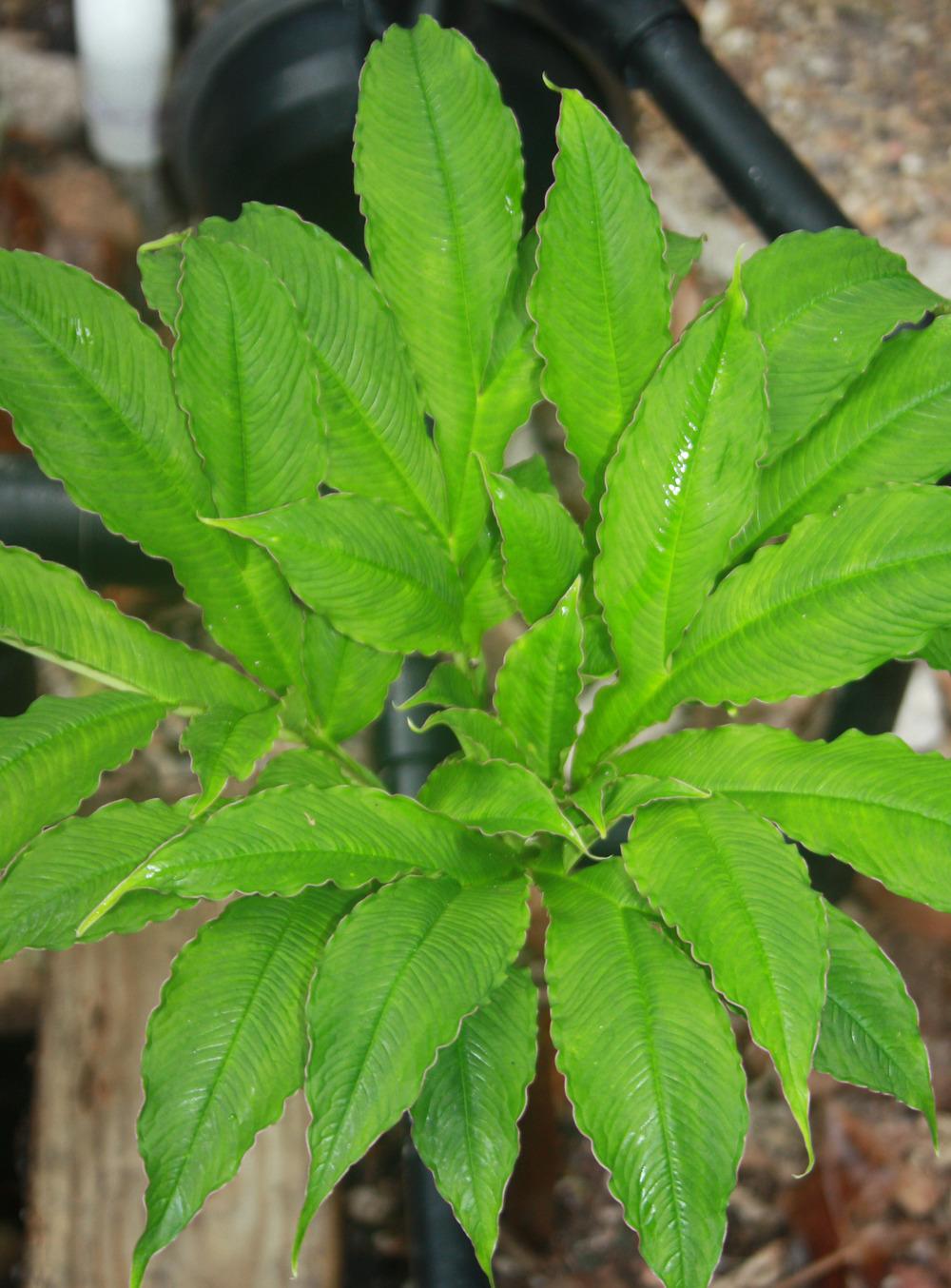 Single Leaf in the Plant ID forum - Garden.org