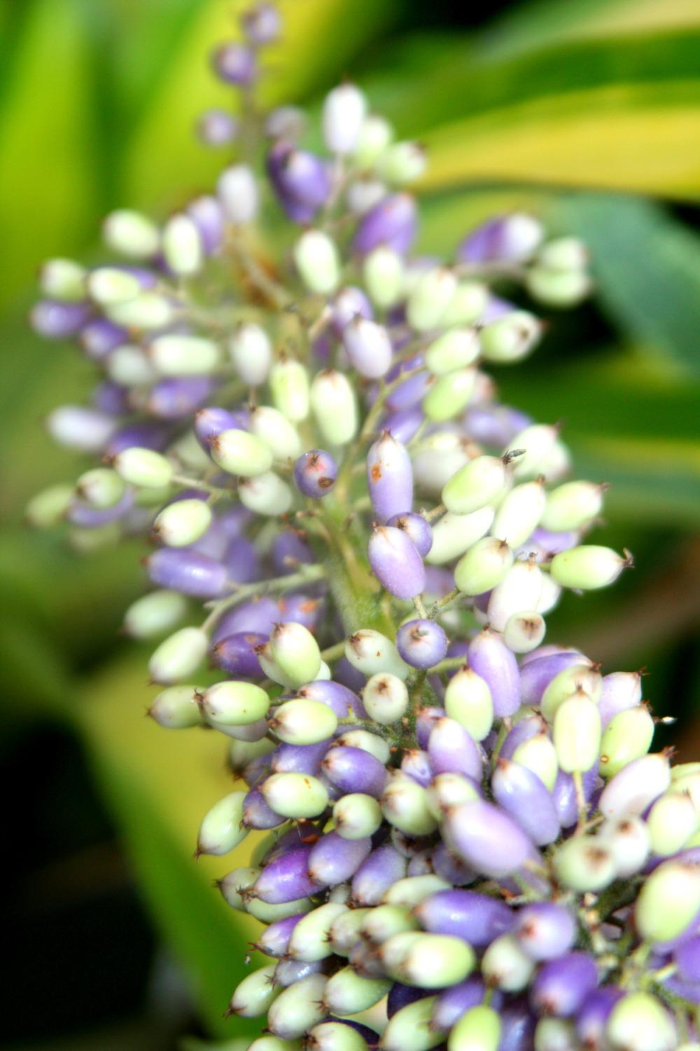 Photo of the fruit of Bromeliad (Aechmea lueddemanniana 'Alvarez ...