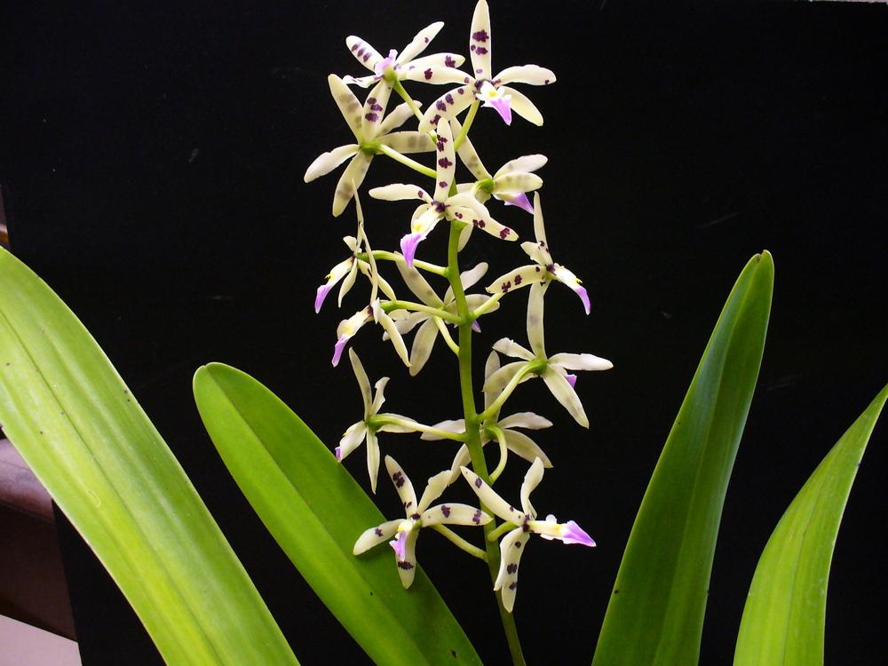 Orchid (Prosthechea prismatocarpa) - Garden.org