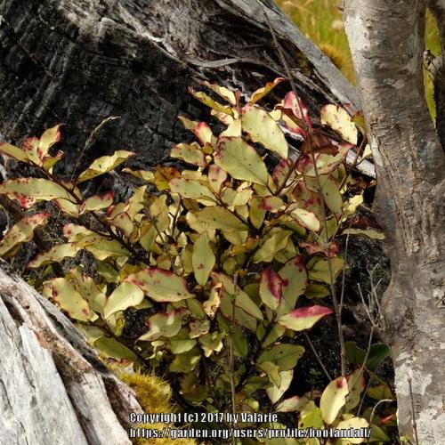 Mountain Horopito (Pseudowintera colorata) - Garden.org