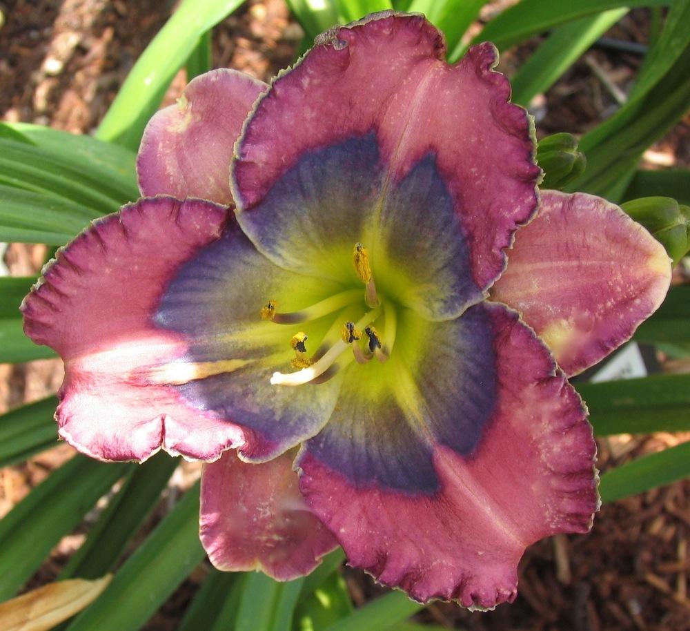Photo of the bloom of Daylily (Hemerocallis 'Blue Passion') posted by ...