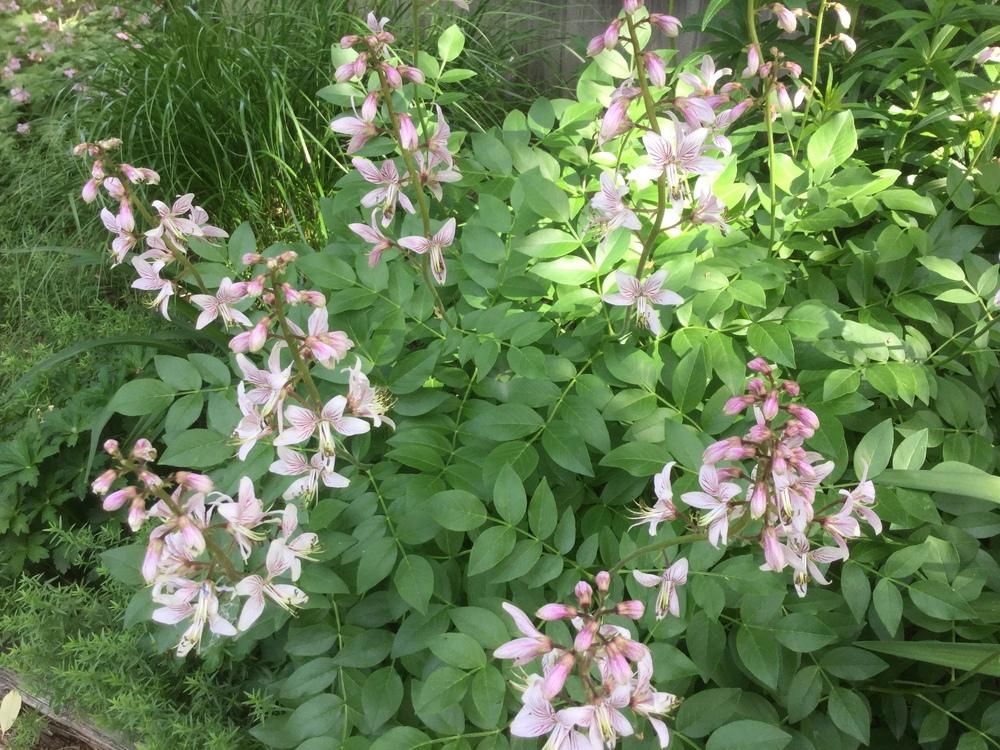 Photo of the bloom of Gas Plant (Dictamnus albus) posted by DebbieC ...