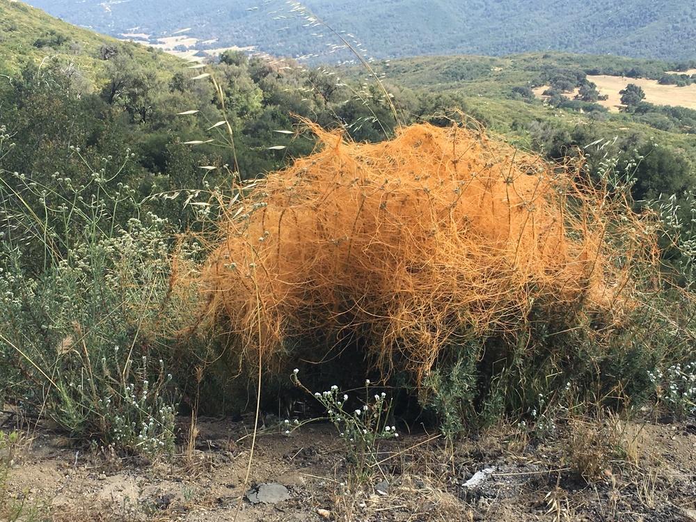 California Dodder Weed Control
