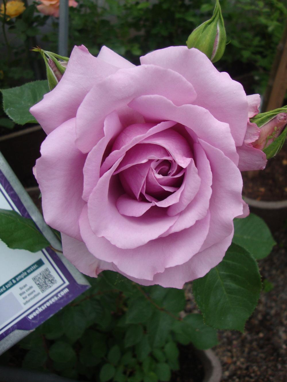 Photo of the bloom of Rose (Rosa 'Love Song 2011') posted by Paul2032 ...