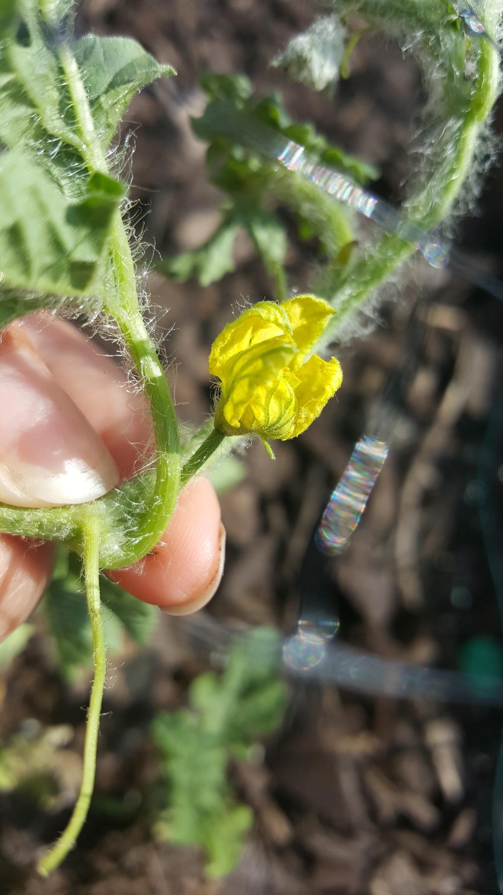 Identifying male and female watermelon flowers in the Ask a Question ...