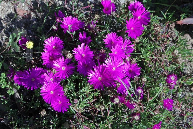 Photo of the bloom of Midday Flower (Lampranthus amoenus) posted by ...