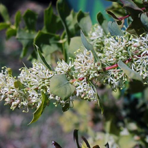 Hakea (Hakea prostrata) - Garden.org