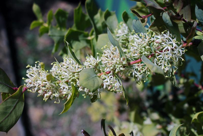 Hakea (Hakea prostrata) - Garden.org