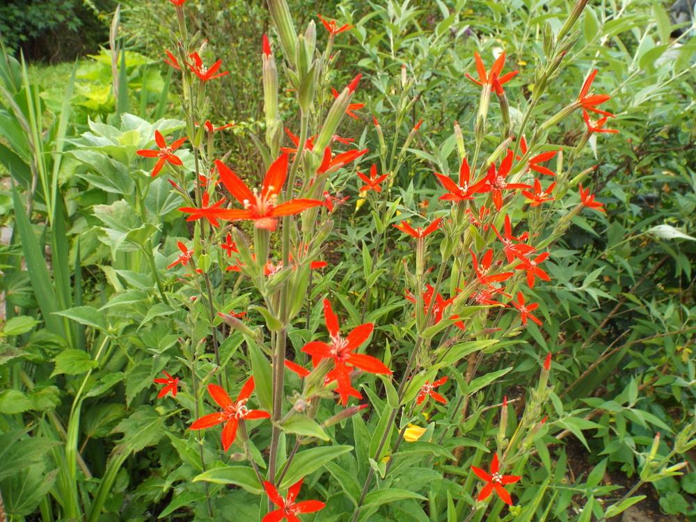 Photo of the entire plant of Royal Catchfly (Silene regia) posted by ...