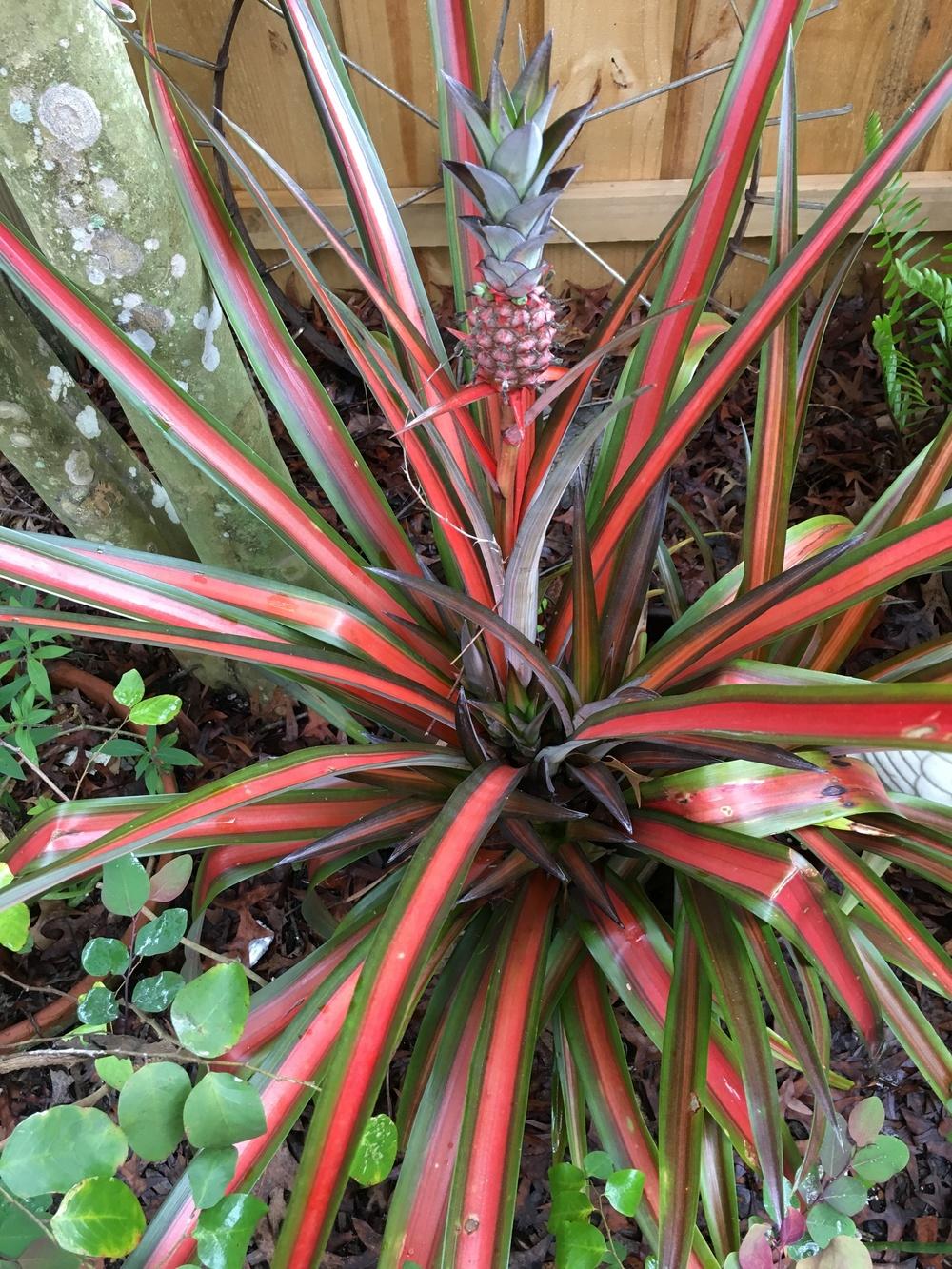 Photo of the entire plant of Pineapple (Ananas 'Lava Burst') posted by ...