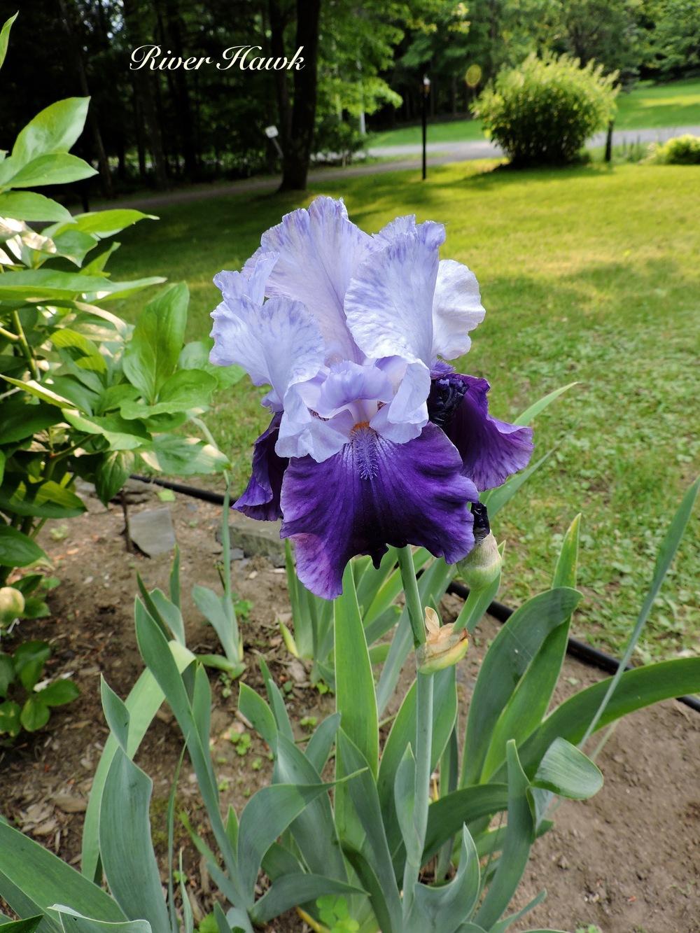 Tall Bearded Iris (Iris 'River Hawk') in the Irises Database - Garden.org