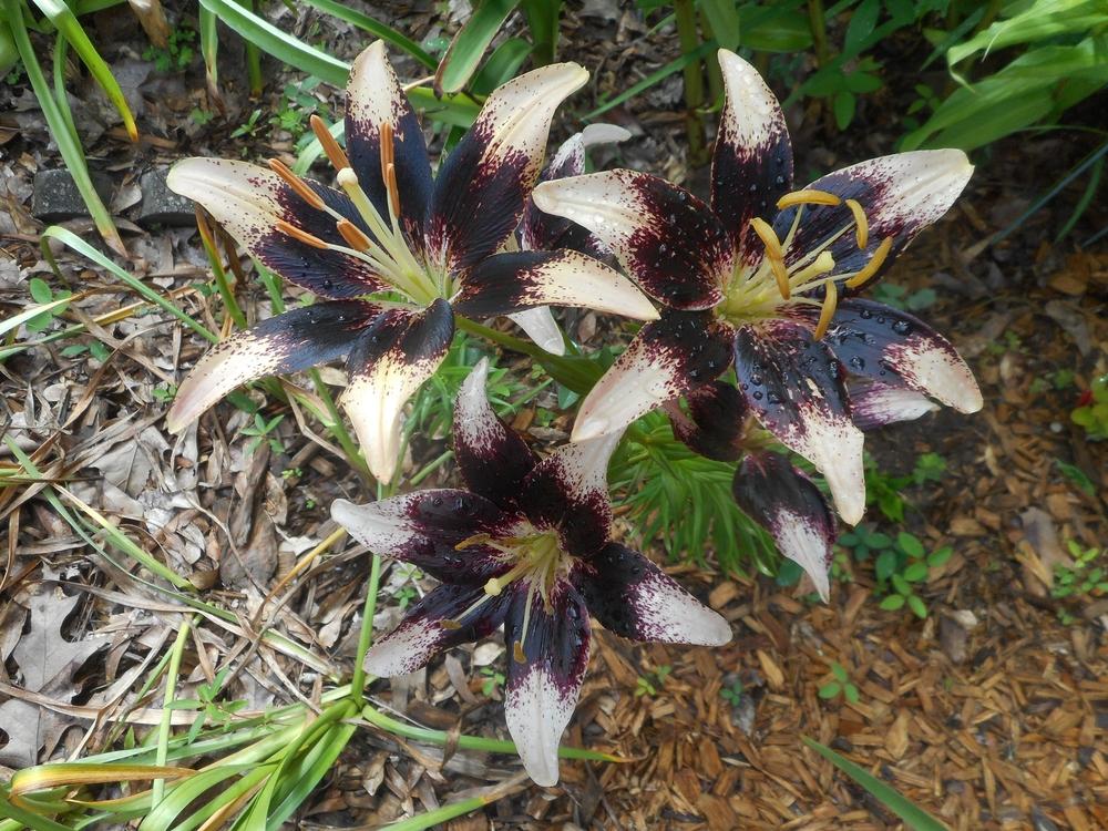 Lily (Lilium 'Gypsy's Tango') in the Lilies Database - Garden.org