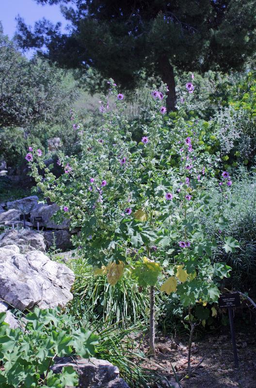 Photo of the entire plant of Tree Mallow (Malva arborea) posted by ...