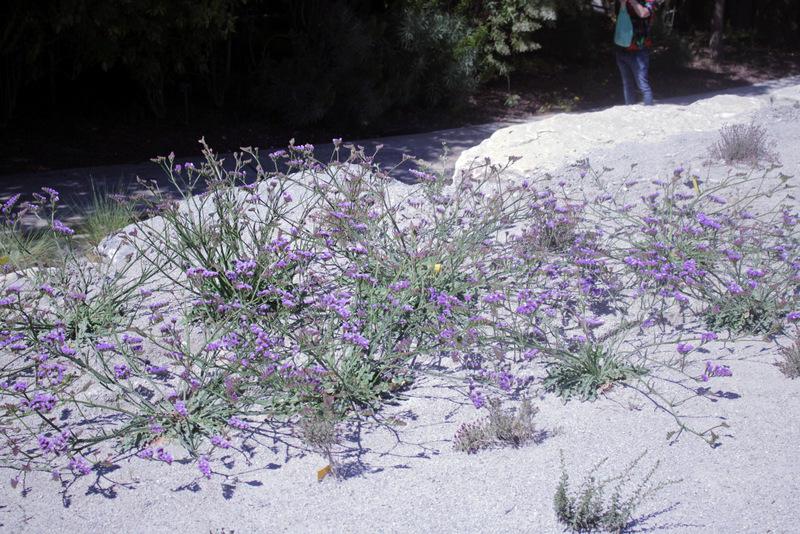 Photo of the entire plant of Statice (Limonium sinuatum) posted by ...