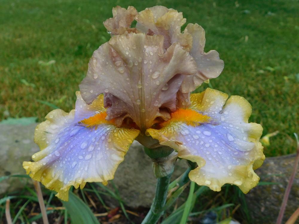 Photo of the bloom of Tall Bearded Iris (Iris 'Western Edge') posted by ...