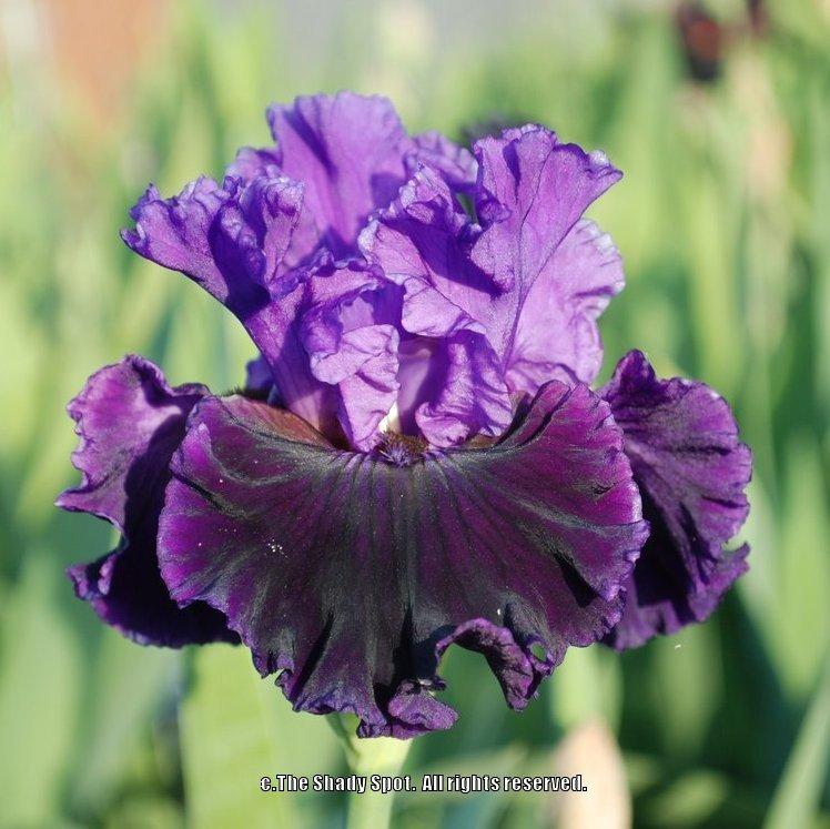 Tall Bearded Iris (Iris 'Midnight Seas') in the Irises Database ...