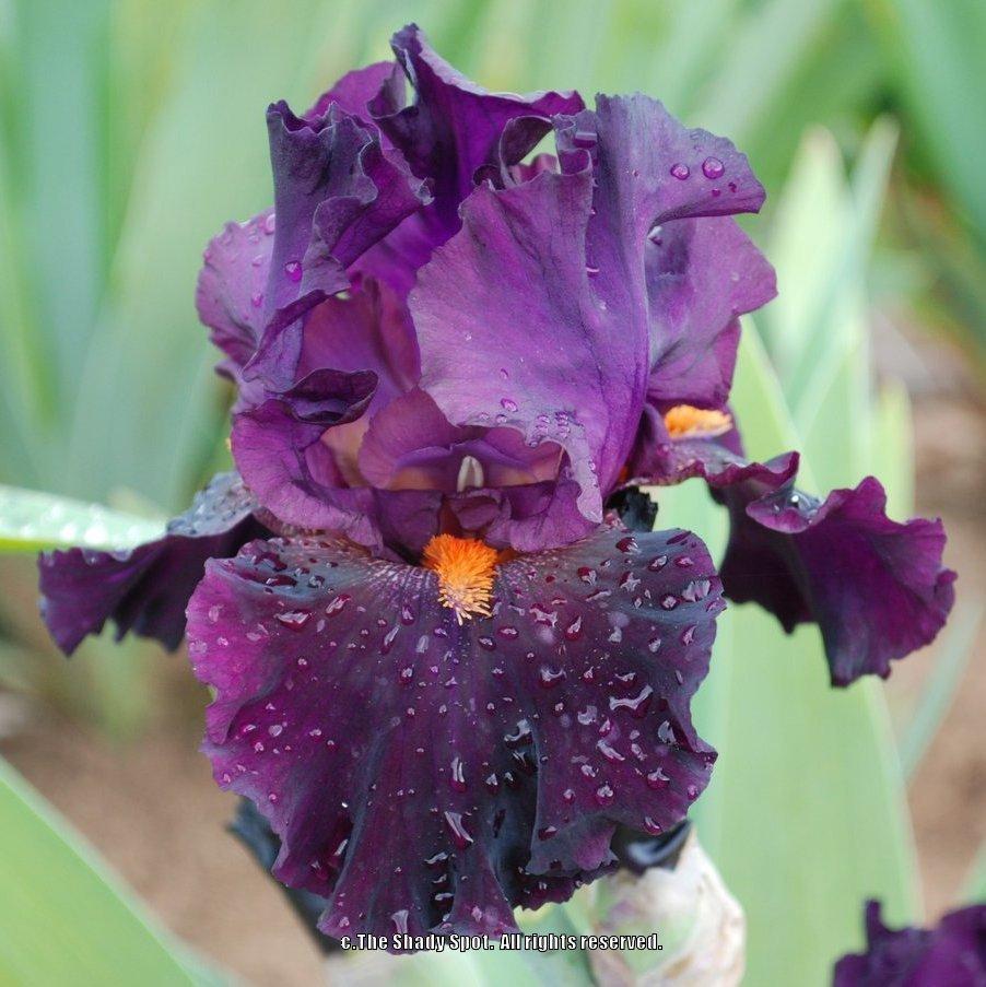 Photo of the bloom of Tall Bearded Iris (Iris 'Night Moves') posted by ...