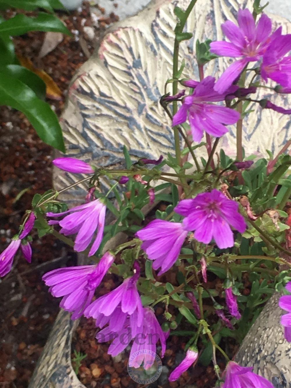 Rock Bitterroot (Lewisia columbiana var. rupicola) - Garden.org