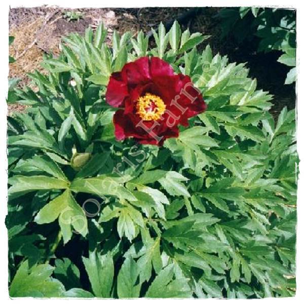 Intersectional Hybrid Peony (Paeonia 'Sonoma Velvet Ruby') in the Peonies Database - Garden.org