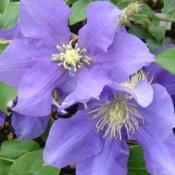 Clematis Chevalier™ in the Clematis Database - Garden.org