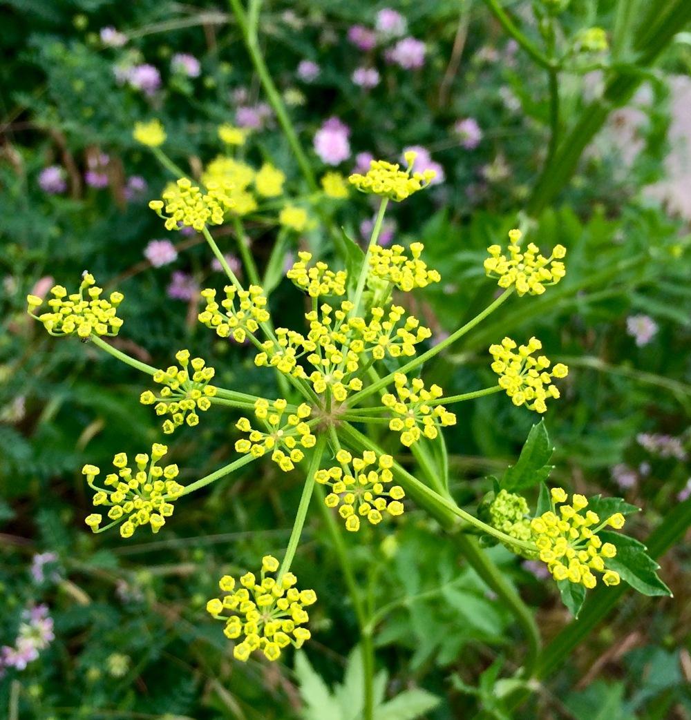 Parsnips: Plant Care and Collection of Varieties - Garden.org