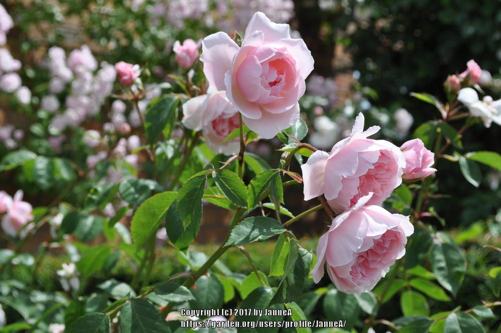 Rose (Rosa 'Wisley 2008') in the Roses Database - Garden.org