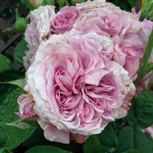 Rose (Rosa 'Lavender Ice') in the Roses Database - Garden.org