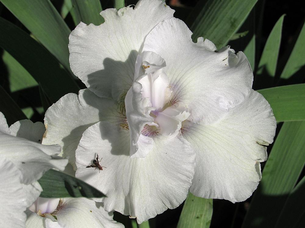 Photo of the bloom of Tall Bearded Iris (Iris 'Frosty Moonscape ...