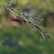 Photo of the bloom of Drooping Melaleuca (Melaleuca armillaris) posted ...