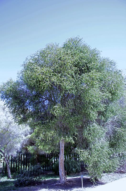 Photo of the entire plant of Prickly Paperbark (Melaleuca styphelioides ...