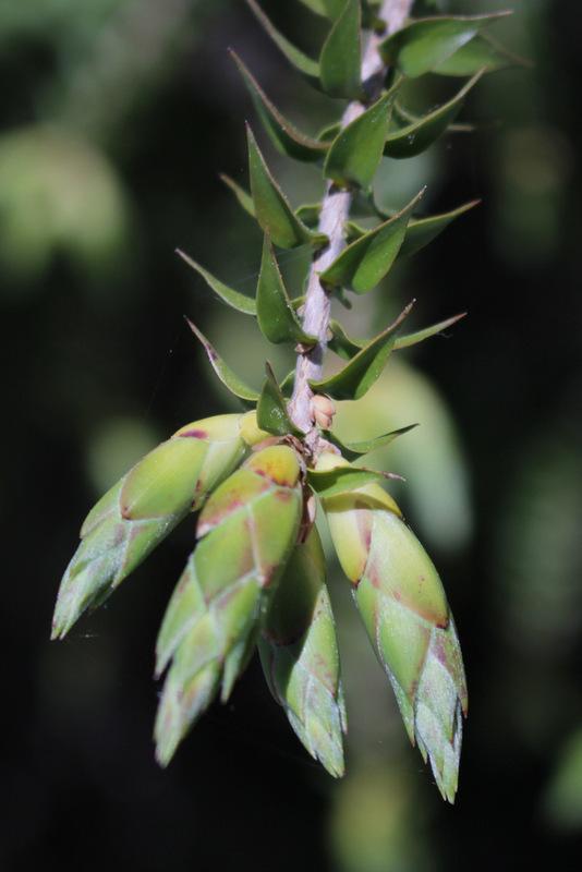 Prickly Paperbark (Melaleuca styphelioides) in the Melaleucas Database ...