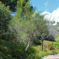 Photo of the entire plant of Drooping Melaleuca (Melaleuca armillaris ...