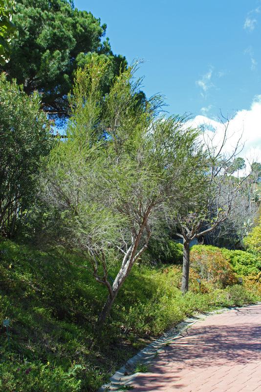 Photo of the entire plant of Drooping Melaleuca (Melaleuca armillaris ...