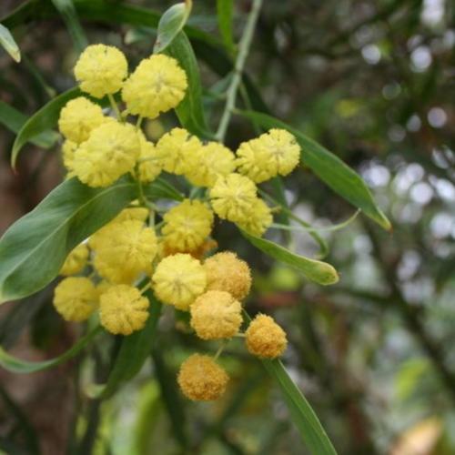 Punk Tree (Melaleuca quinquenervia) in the Melaleucas Database - Garden.org