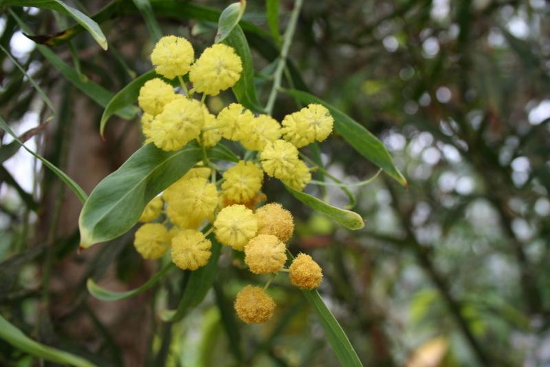 Photo of the bloom of Punk Tree (Melaleuca quinquenervia) posted by ...