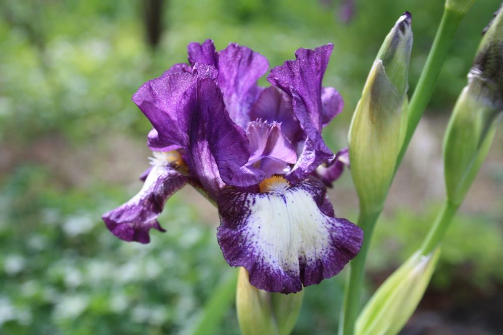 Intermediate Bearded Iris (Iris 'Farside') in the Irises Database ...