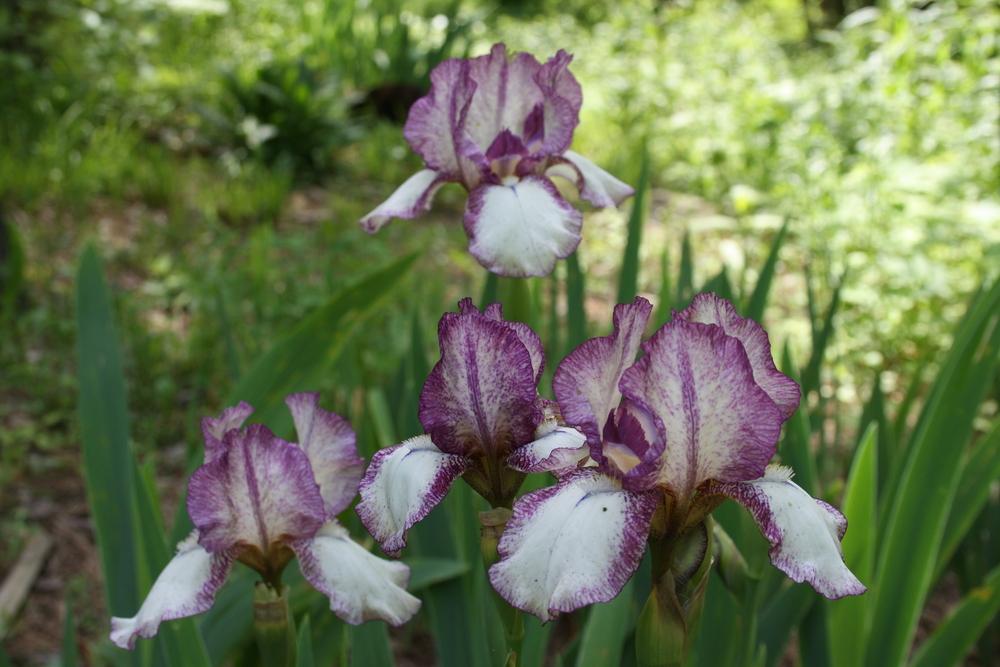 Intermediate Bearded Iris (Iris 'Chatterbox') in the Irises Database ...