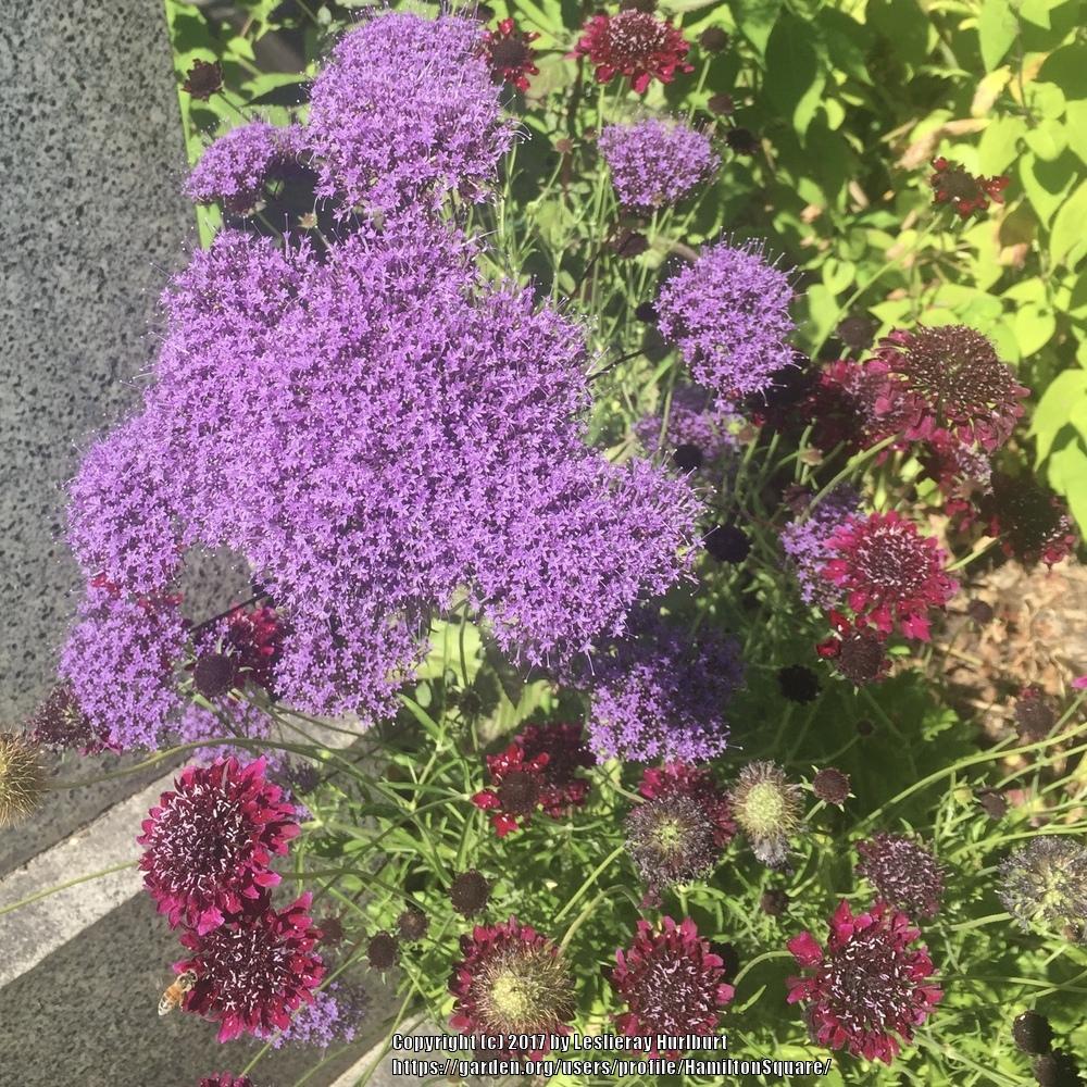 Photo of the entire plant of Blue Throatwort (Trachelium caeruleum ...