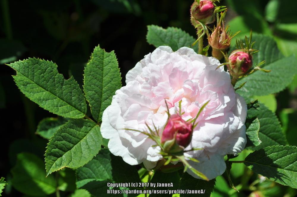 Photo of the bloom of Rose (Rosa 'Chloris') posted by JanneA - Garden.org