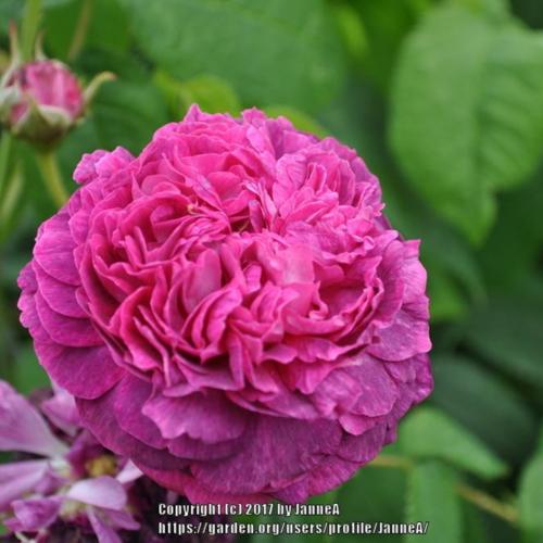 Gallica Rose (Rosa 'Duc de Guiche') in the Roses Database - Garden.org