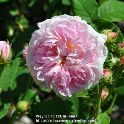 Rose (Rosa 'Belle Isis') in the Roses Database - Garden.org