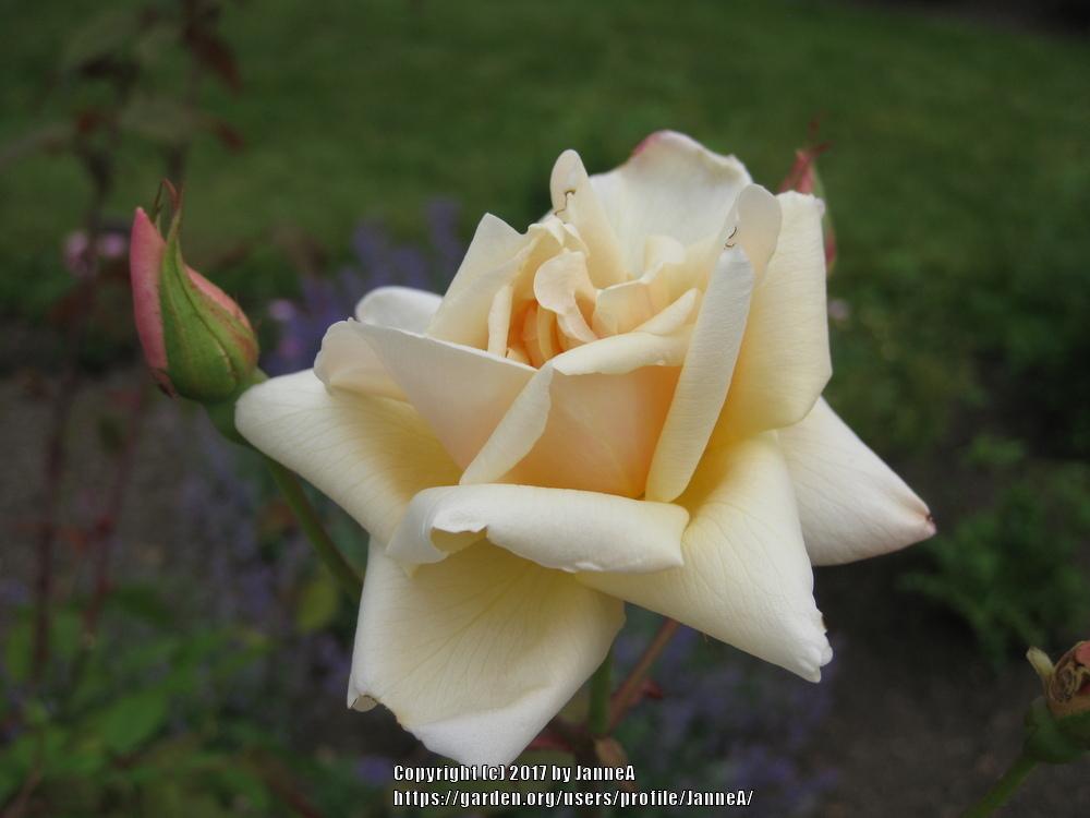 Rose (Rosa 'Safrano') in the Roses Database - Garden.org