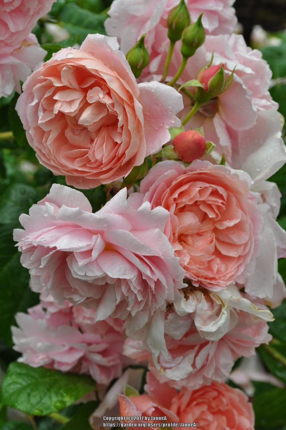 Rose (Rosa 'Strawberry Hill') in the Roses Database - Garden.org