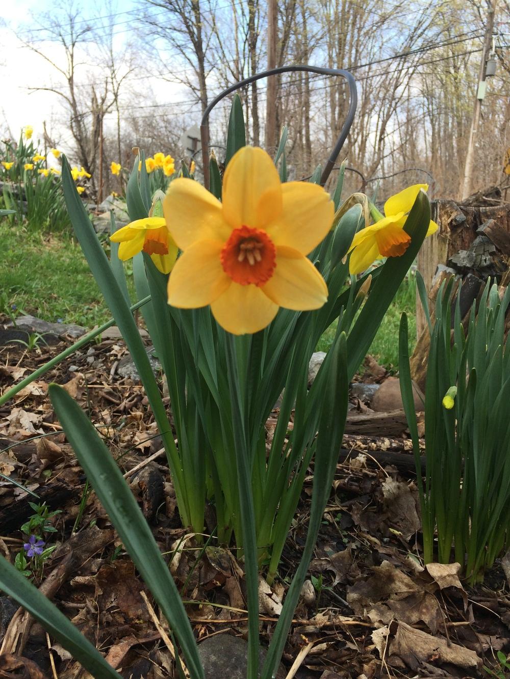Small-cupped Daffodil (Narcissus 'Sabine Hay') in the Daffodils ...